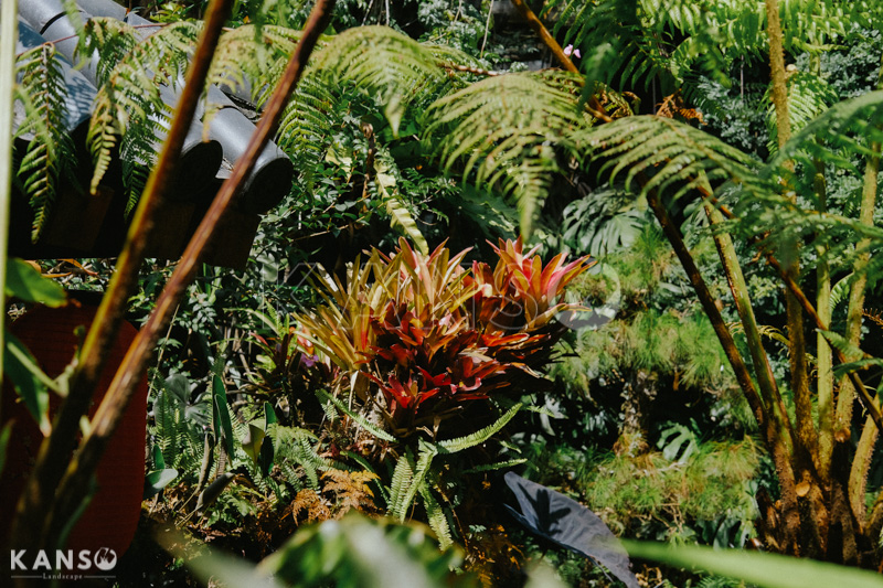 Kiến Thức Cây Cảnh Trong Thiết Kế Cảnh Quan (P1) - » KANSO Landscape